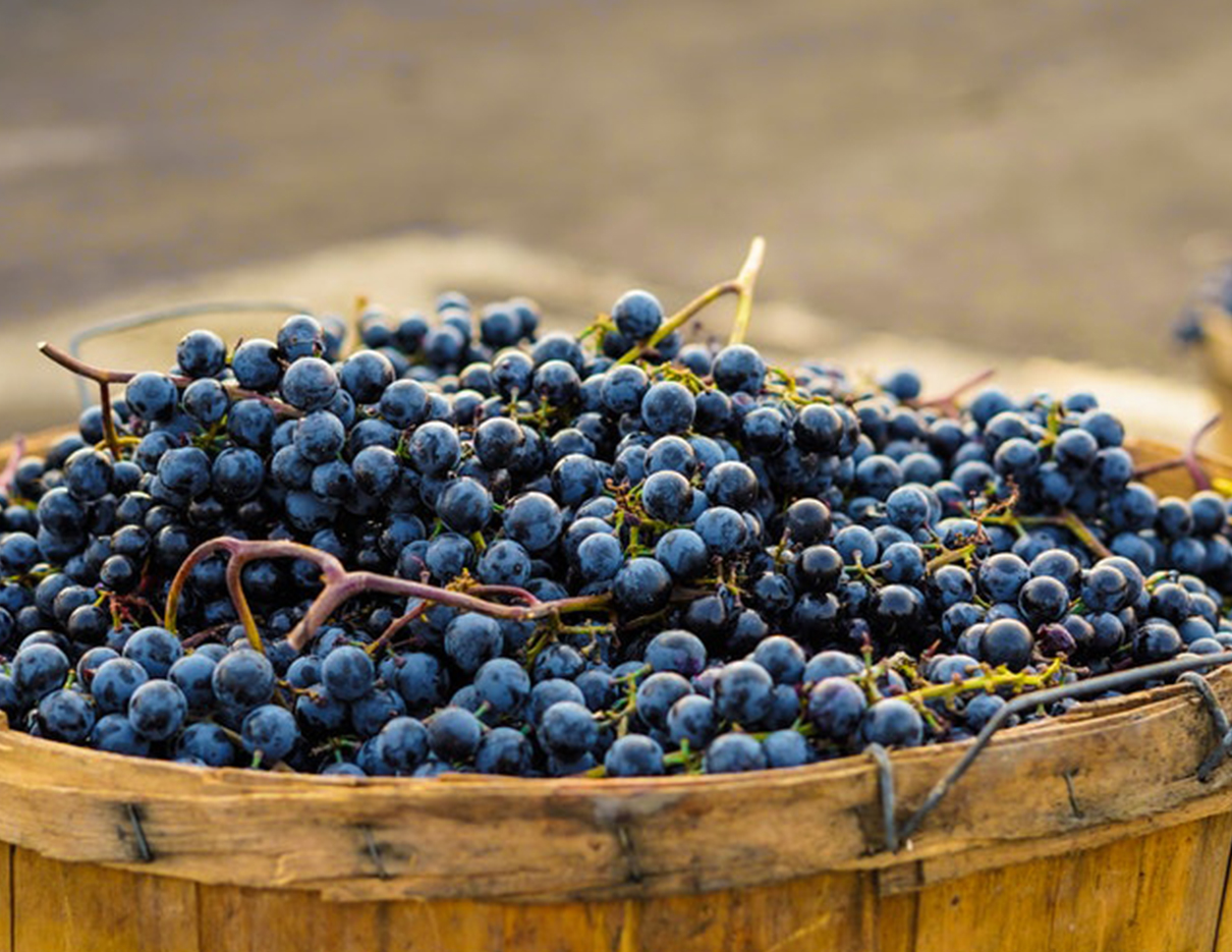 Garnacha, un patrimonio que se cata con los cinco sentidos – ARGATACA.COM